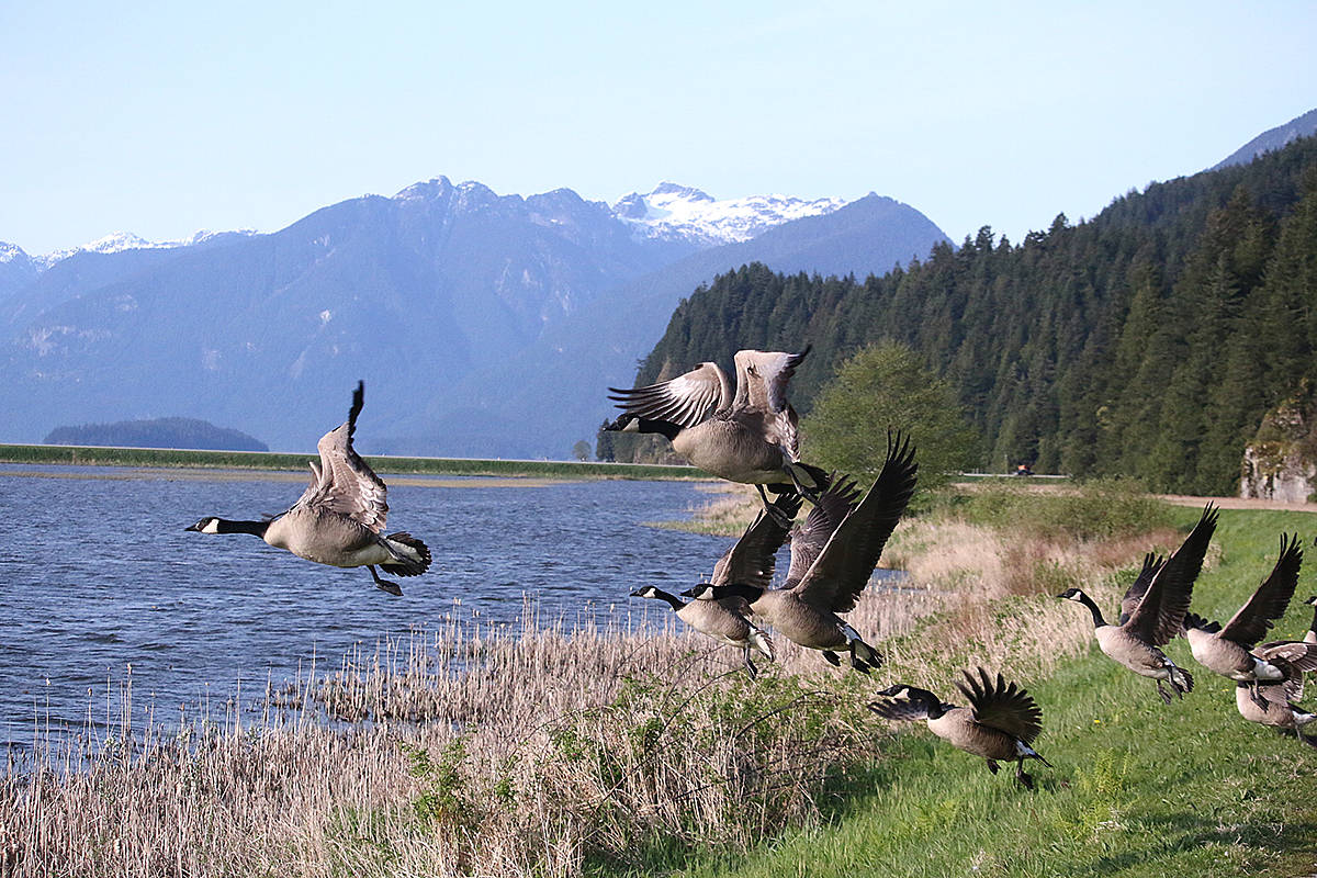 SHARE: Wildlife watching from the dikes | Maple Ridge News