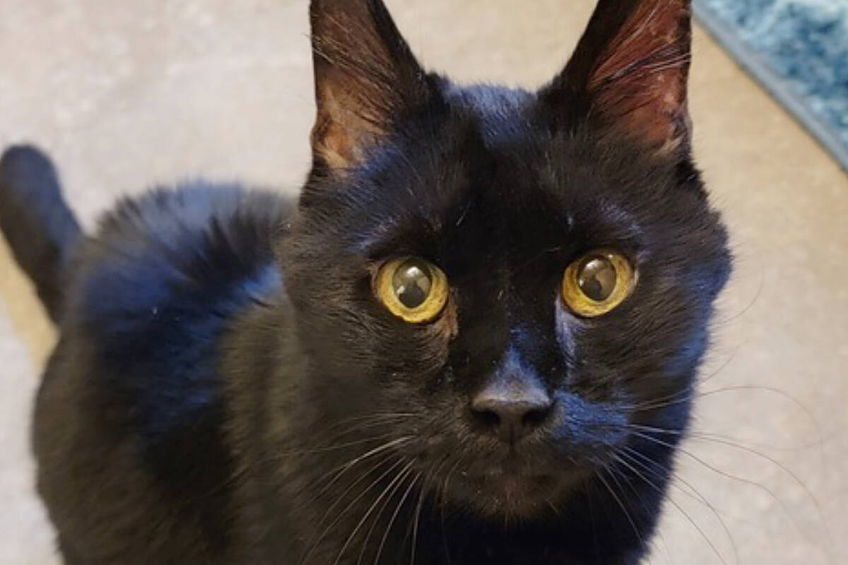 Half off adult cat adoptions at the BC SPCA in Maple Ridge | Maple ...